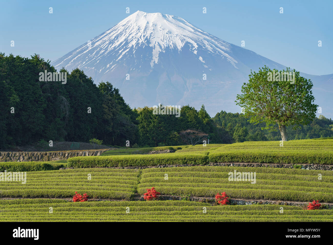 Obuchi sasaba hi-res stock photography and images - Alamy