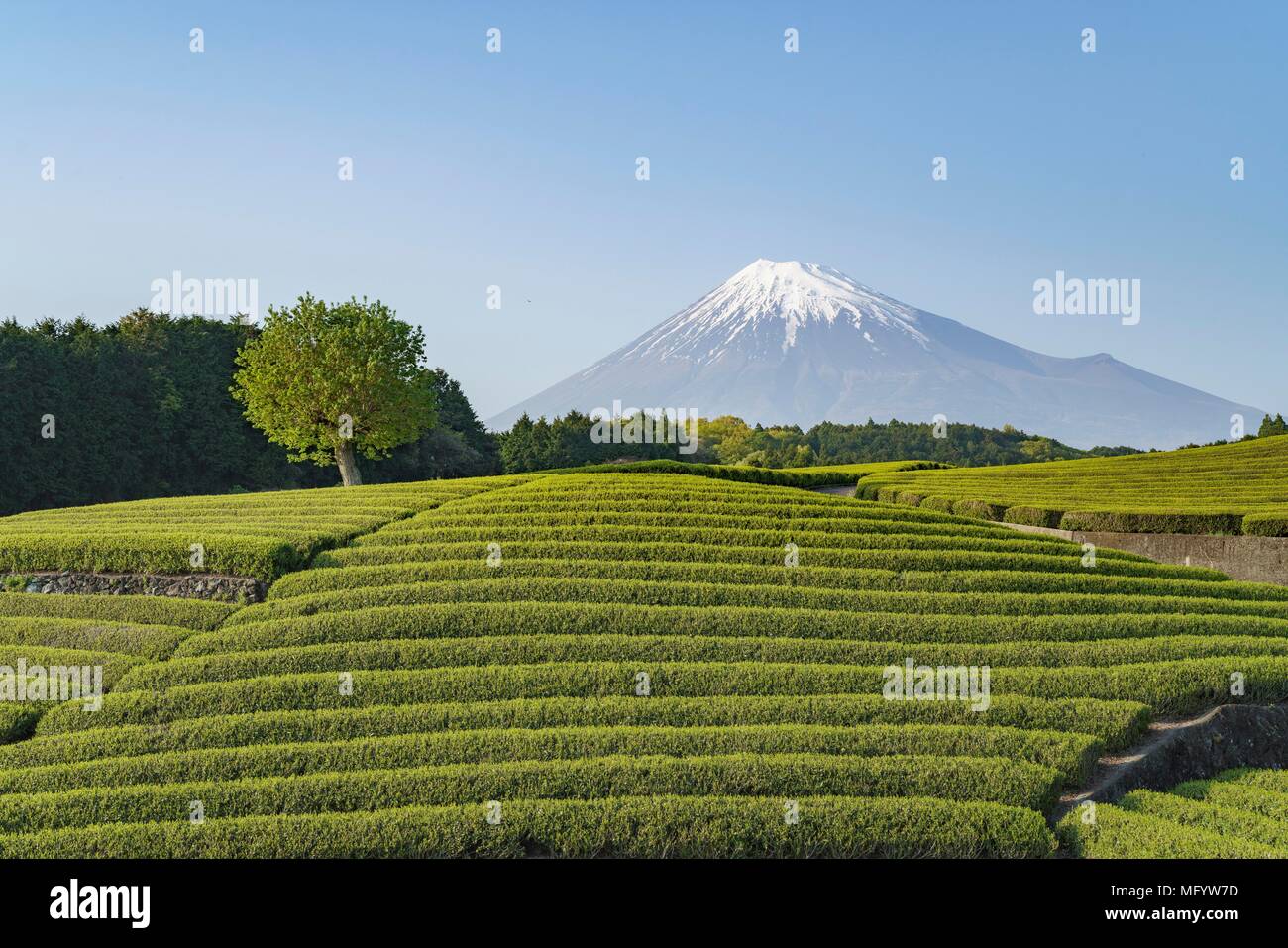 Obuchi hi-res stock photography and images - Alamy