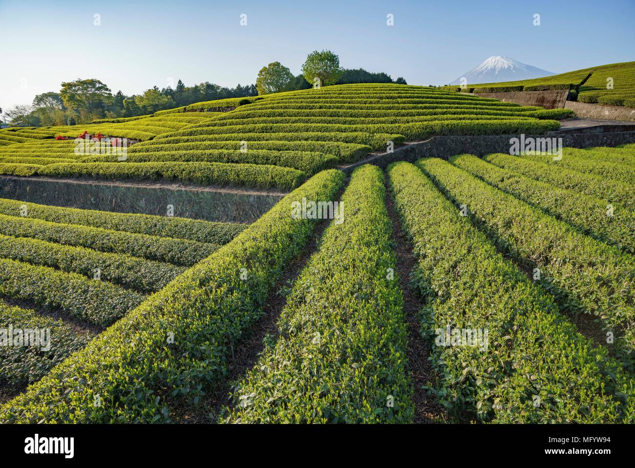 Obuchi sasaba hi-res stock photography and images - Alamy