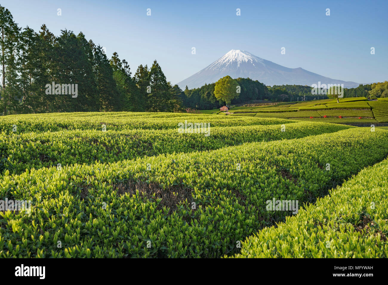 Obuchi hi-res stock photography and images - Alamy