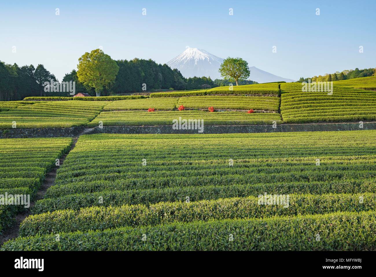 Obuchi hi-res stock photography and images - Alamy