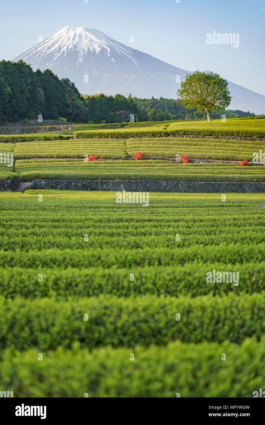 Obuchi hi-res stock photography and images - Alamy