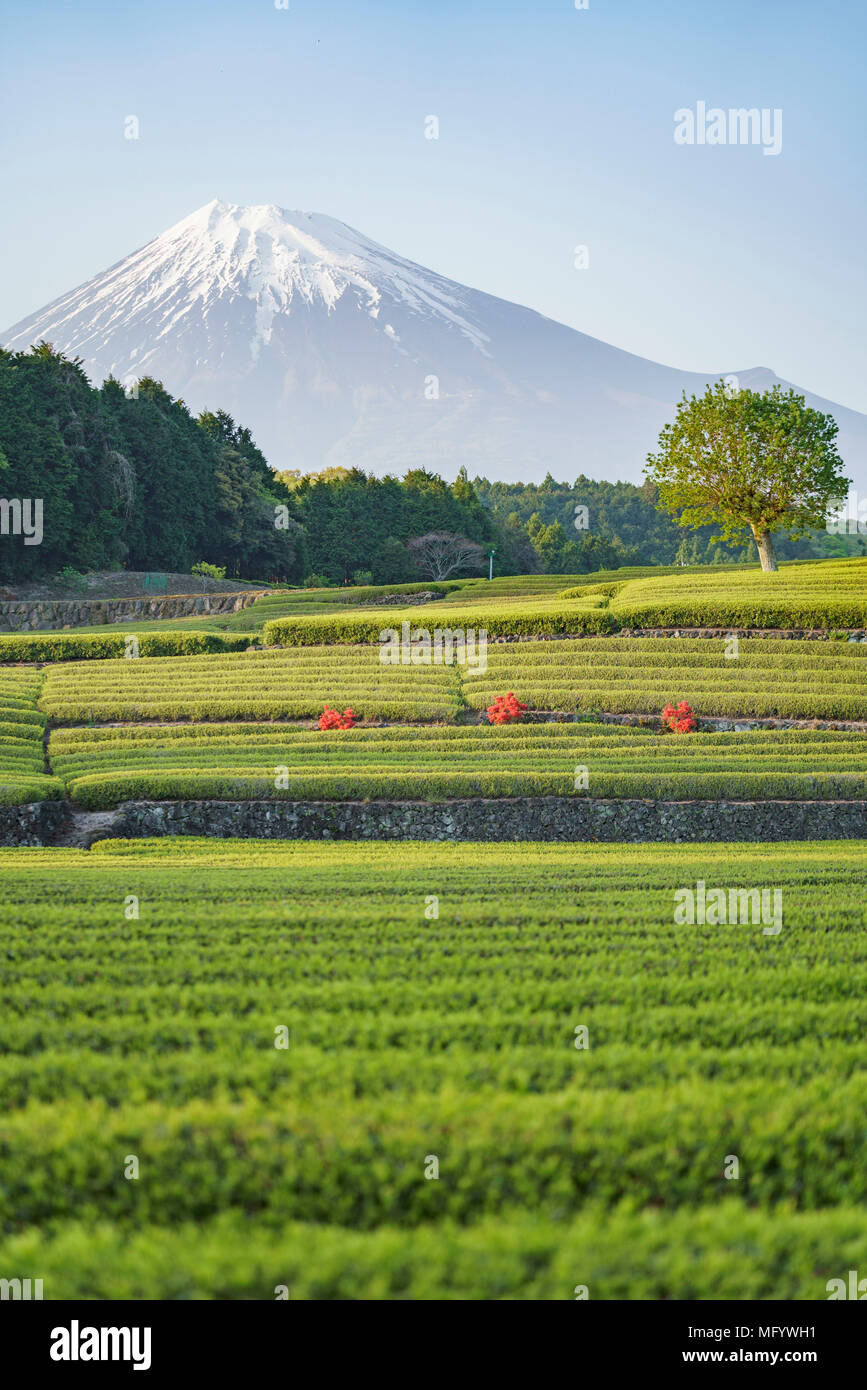 Obuchi hi-res stock photography and images - Alamy