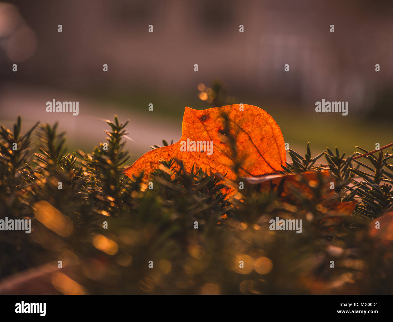 Fleeting season hi-res stock photography and images - Alamy
