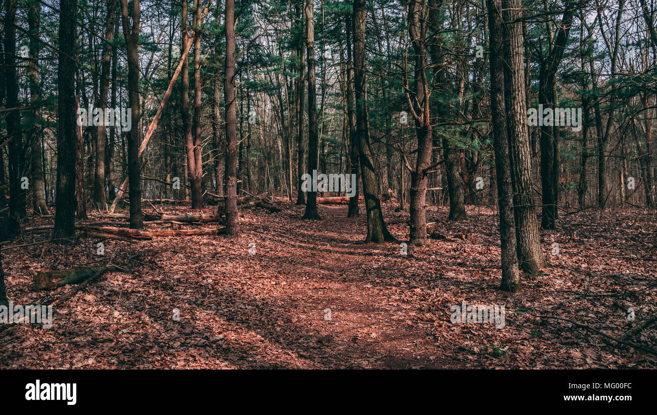 A trail after a mild winter Stock Photo - Alamy
