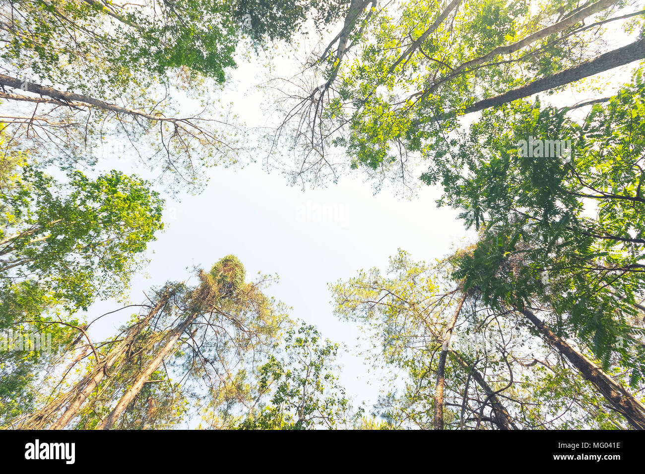 Bottom view of tall old trees in green forest Stock Photo - Alamy