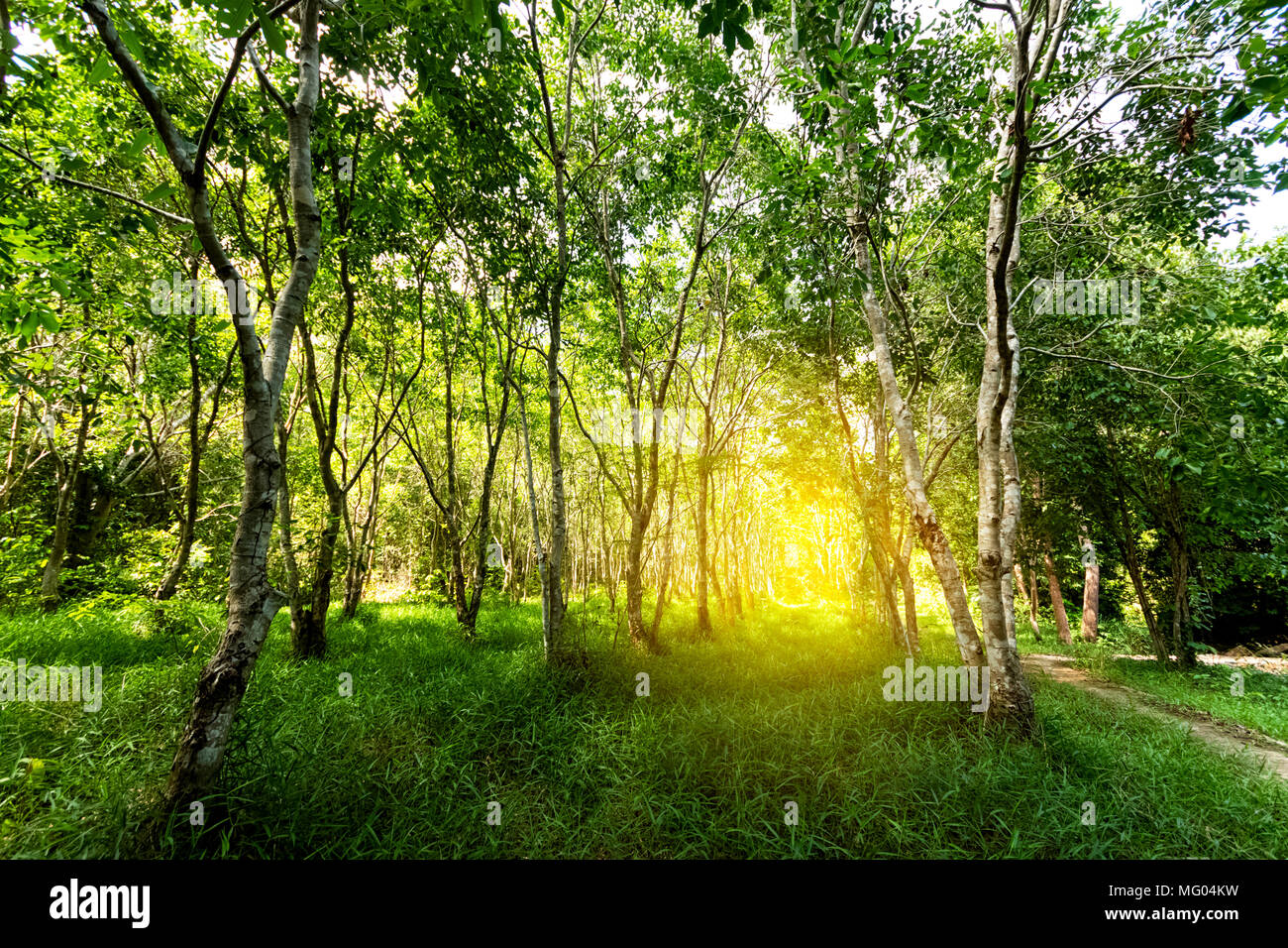 forest trees. naturel green forest with sun light Stock Photo - Alamy
