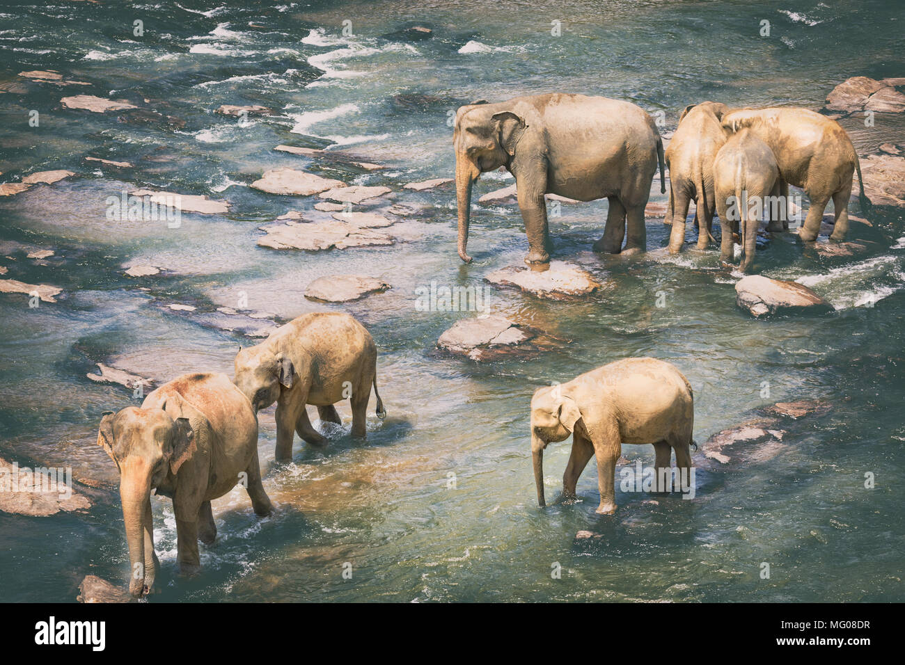 Elephants bathing in a river. Sri lanka. Toned Stock Photo - Alamy