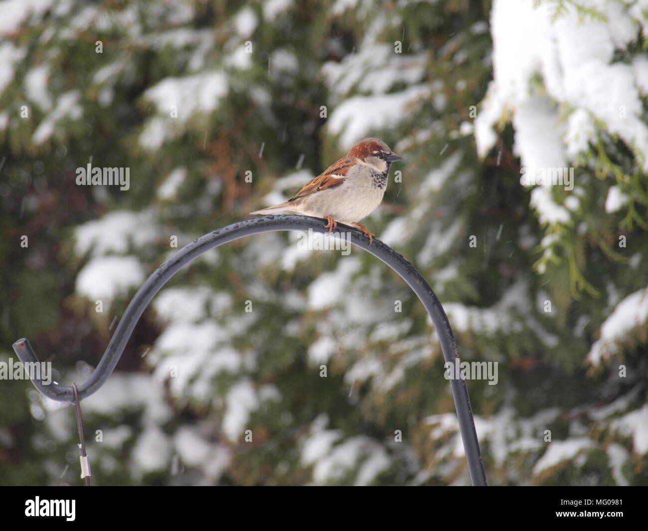 Snow covered trees behind bird hi-res stock photography and images - Alamy