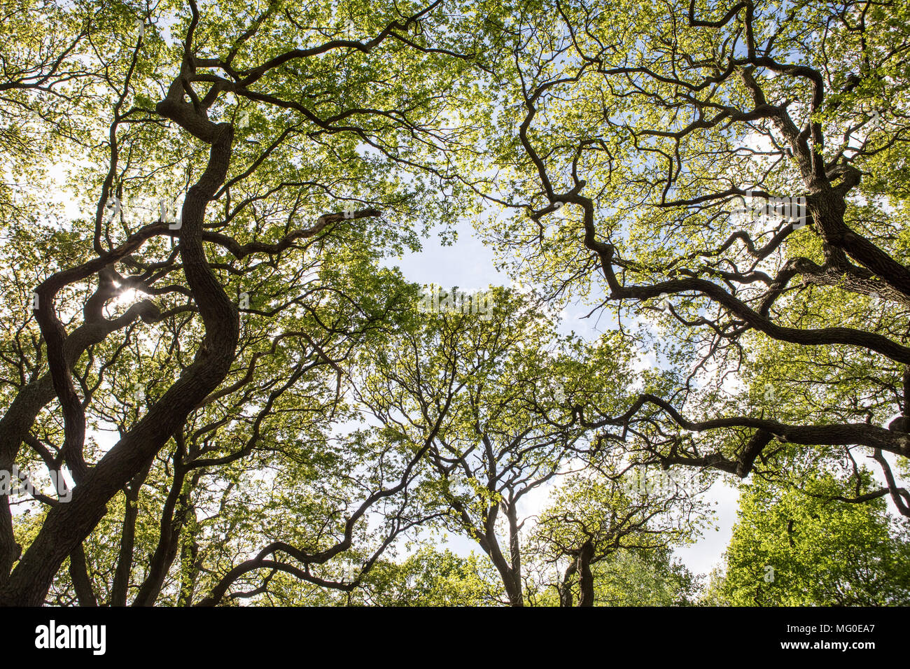 Trees shrubs spring flowers hi-res stock photography and images - Alamy
