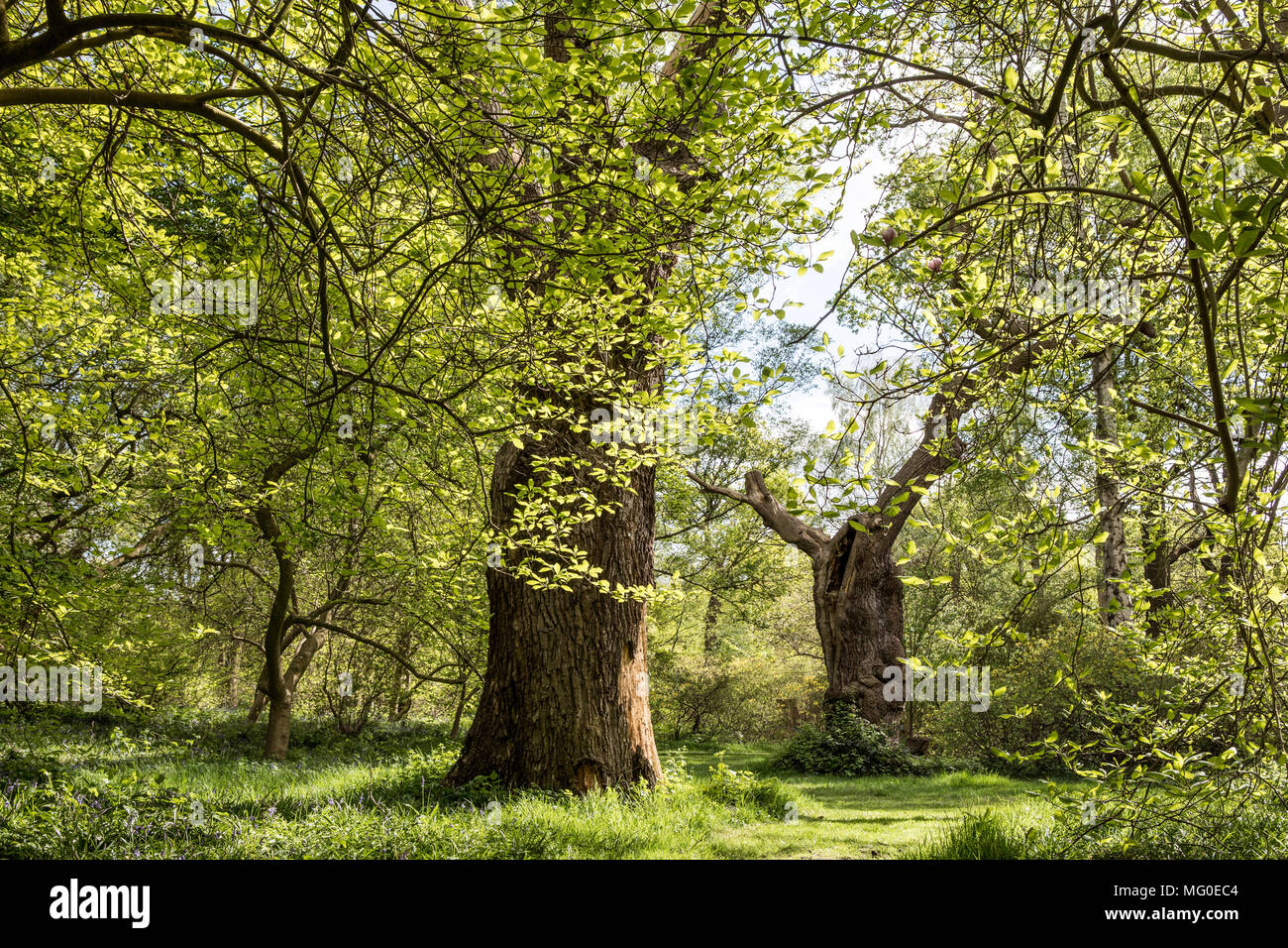 Spring time at The Isabella Plantation Richmond Park Surry UK Stock ...