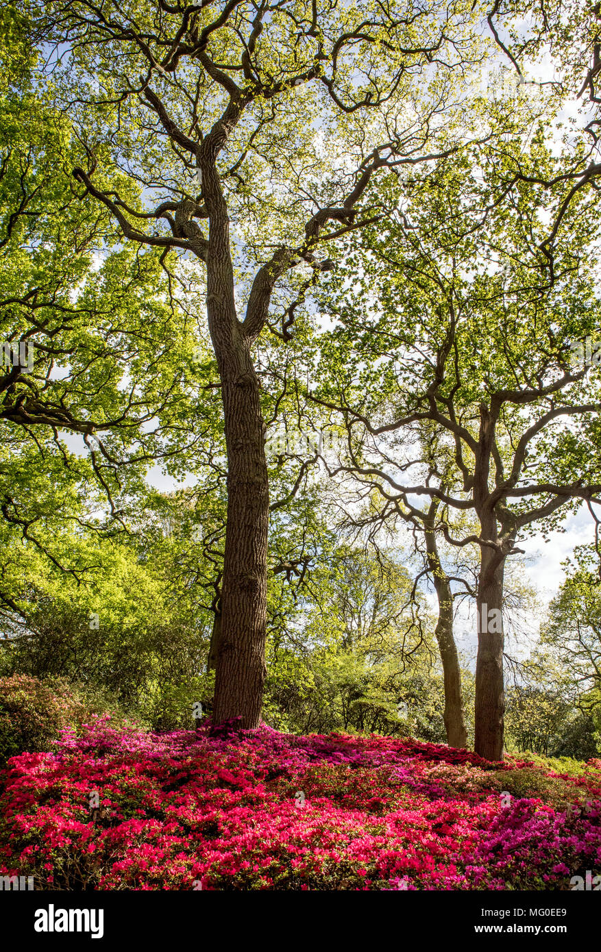 Spring time at The Isabella Plantation Richmond Park Surry UK Stock ...