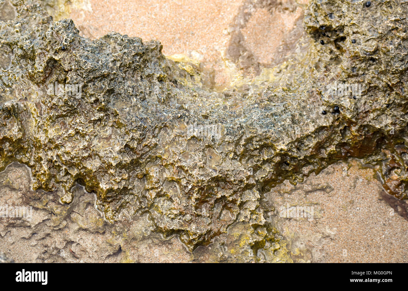 Macro shot of algae covered rocks along Hawaii coast Stock Photo - Alamy