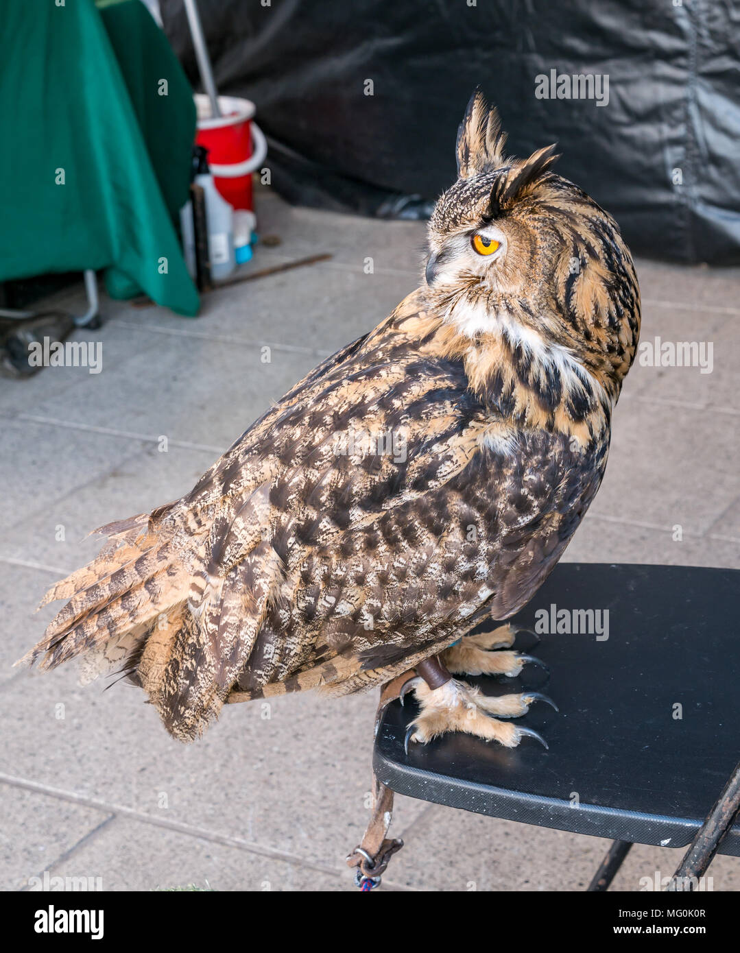 Bird of prey, Alba Falconry bird sanctuary stall, Edinburgh, Scotland ...