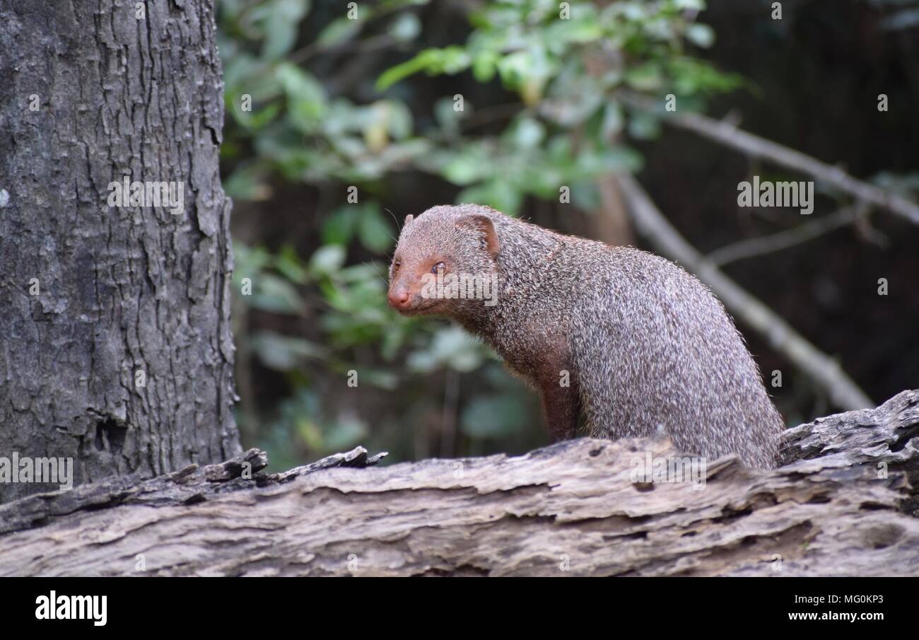 Mongoose Sri Lanka High Resolution Stock Photography and Images - Alamy