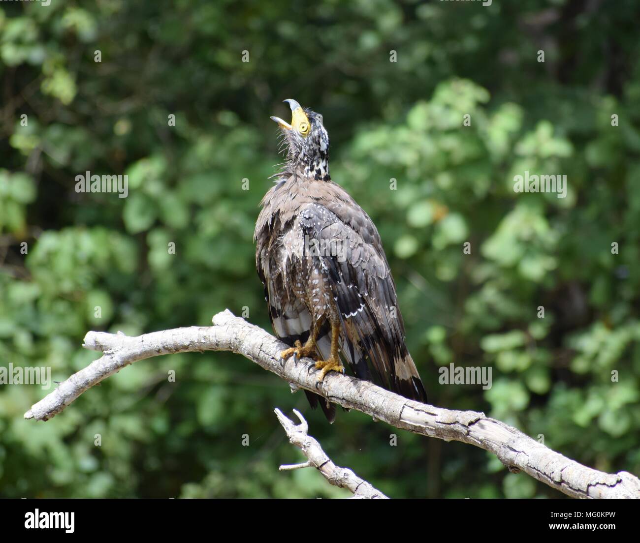 Crested serpent eagle screeching hi-res stock photography and images ...
