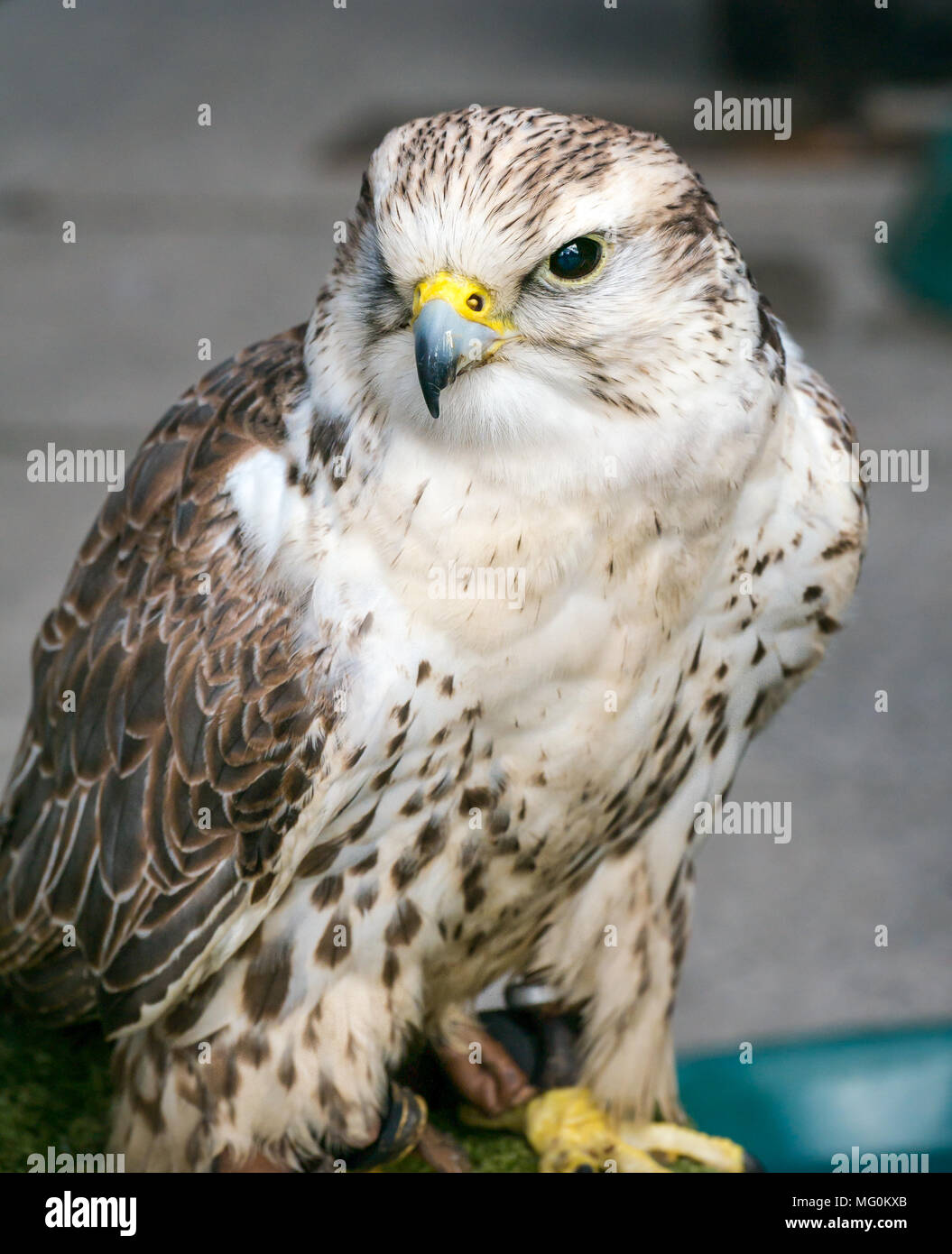 Close up of captive sacker falcon, Falco cherrug, bird of prey Stock ...