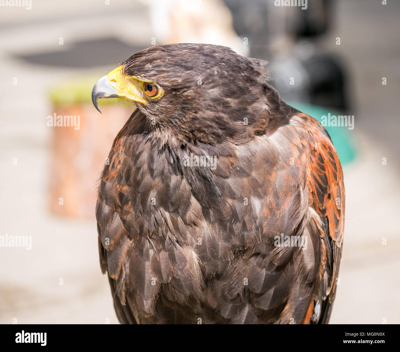 Hawk bird hi-res stock photography and images - Alamy