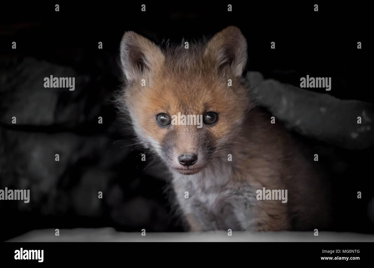 Red Fox Kit Stock Photo - Alamy
