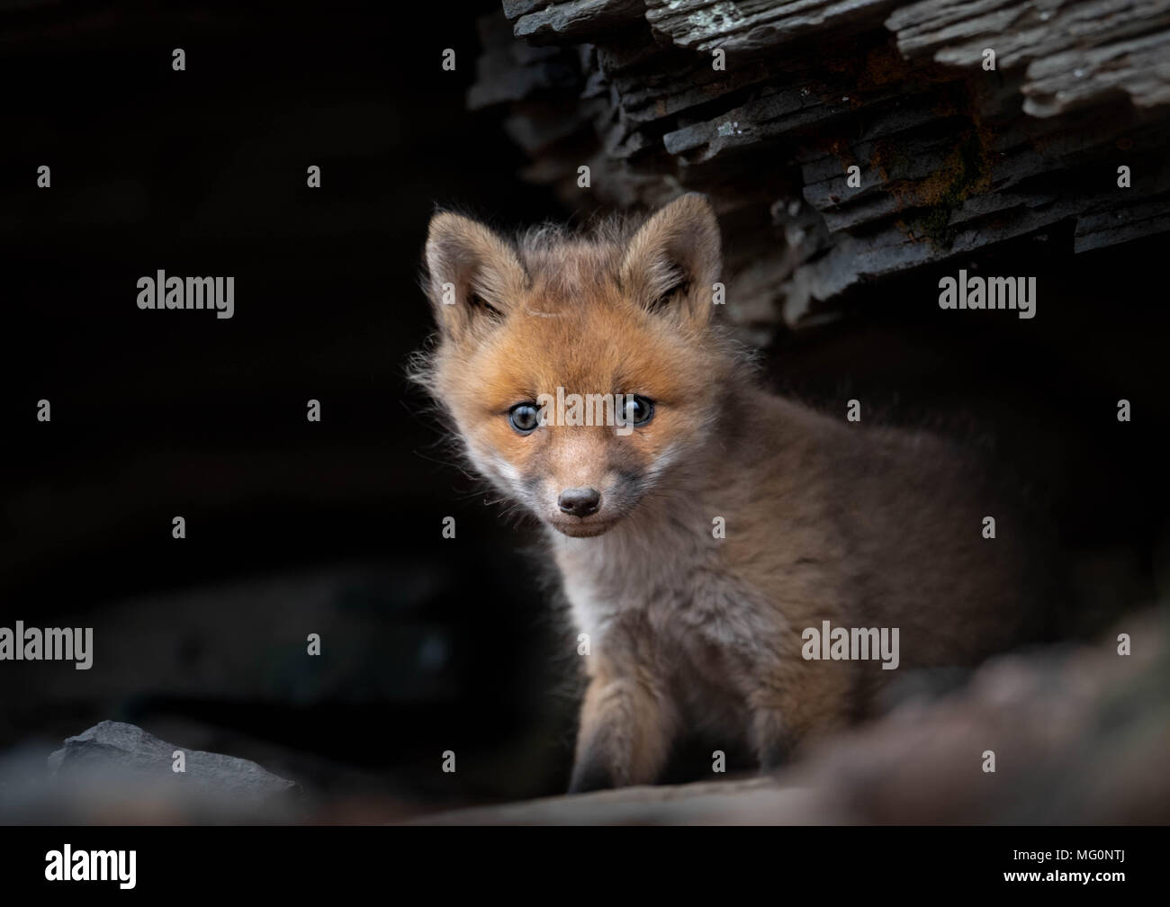 Red Fox Kit Stock Photo - Alamy