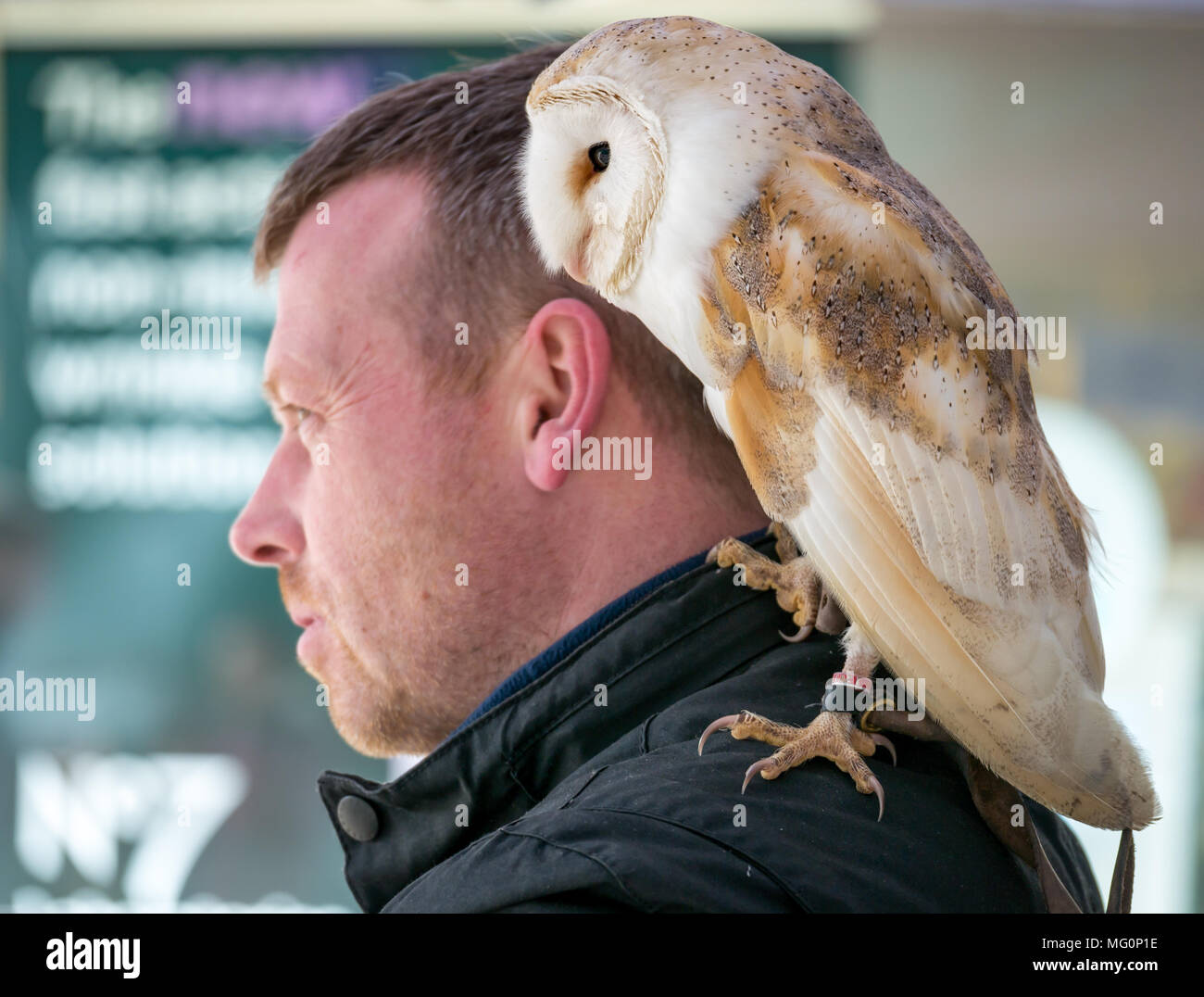 Barn owl at falconry display uk hi-res stock photography and images - Alamy