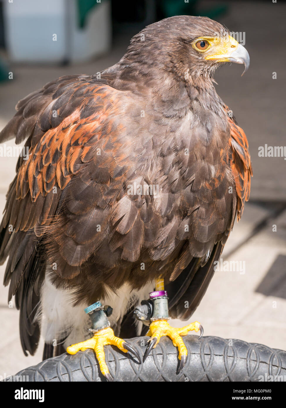 Claws bird close up hi-res stock photography and images - Alamy