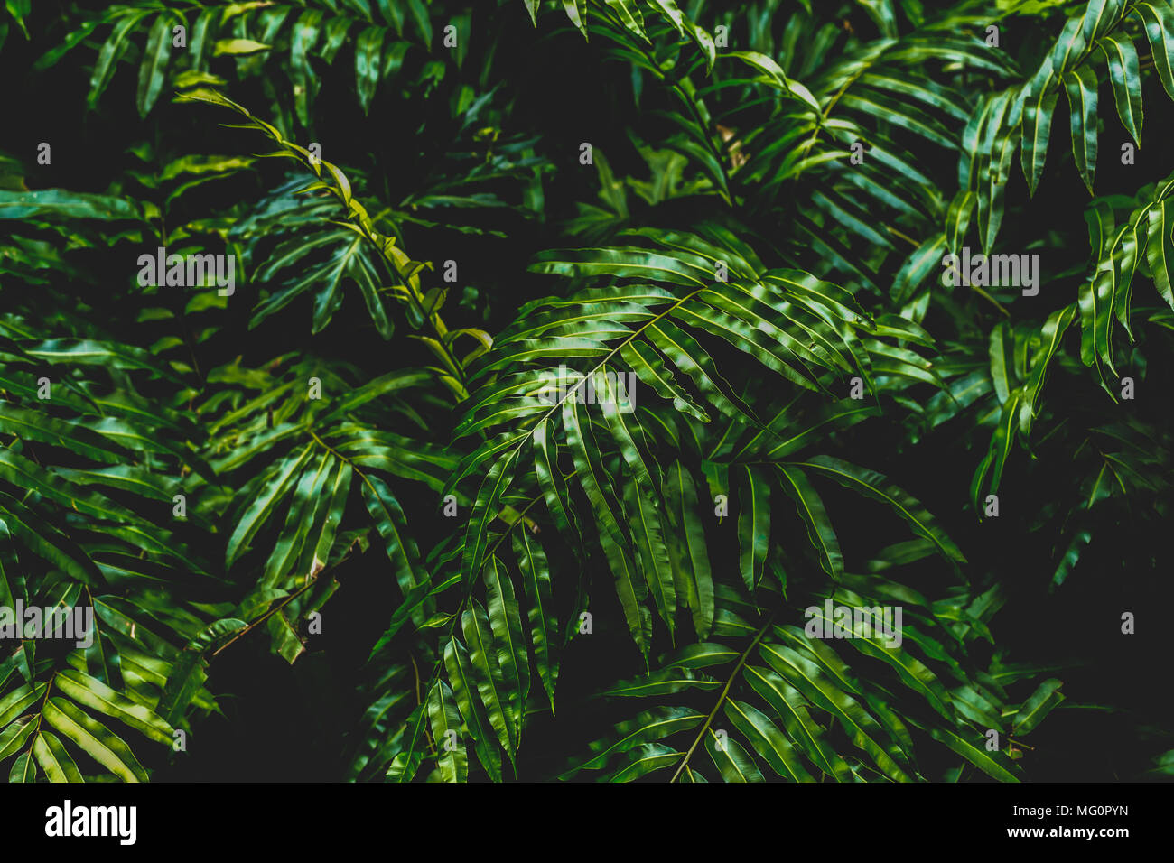 High contrast concept background and texture of green color fern leaves ...