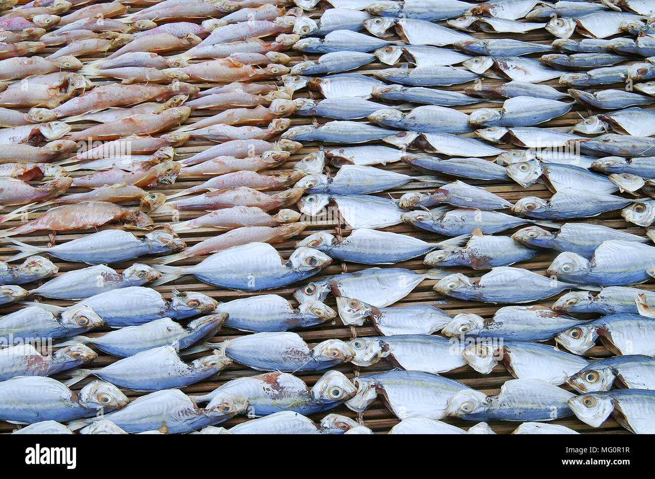Isolated live mackerel animal fish hi-res stock photography and images ...