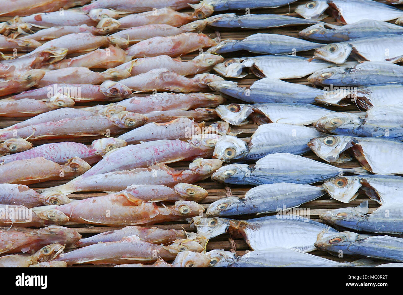 Greenling fish hi-res stock photography and images - Alamy