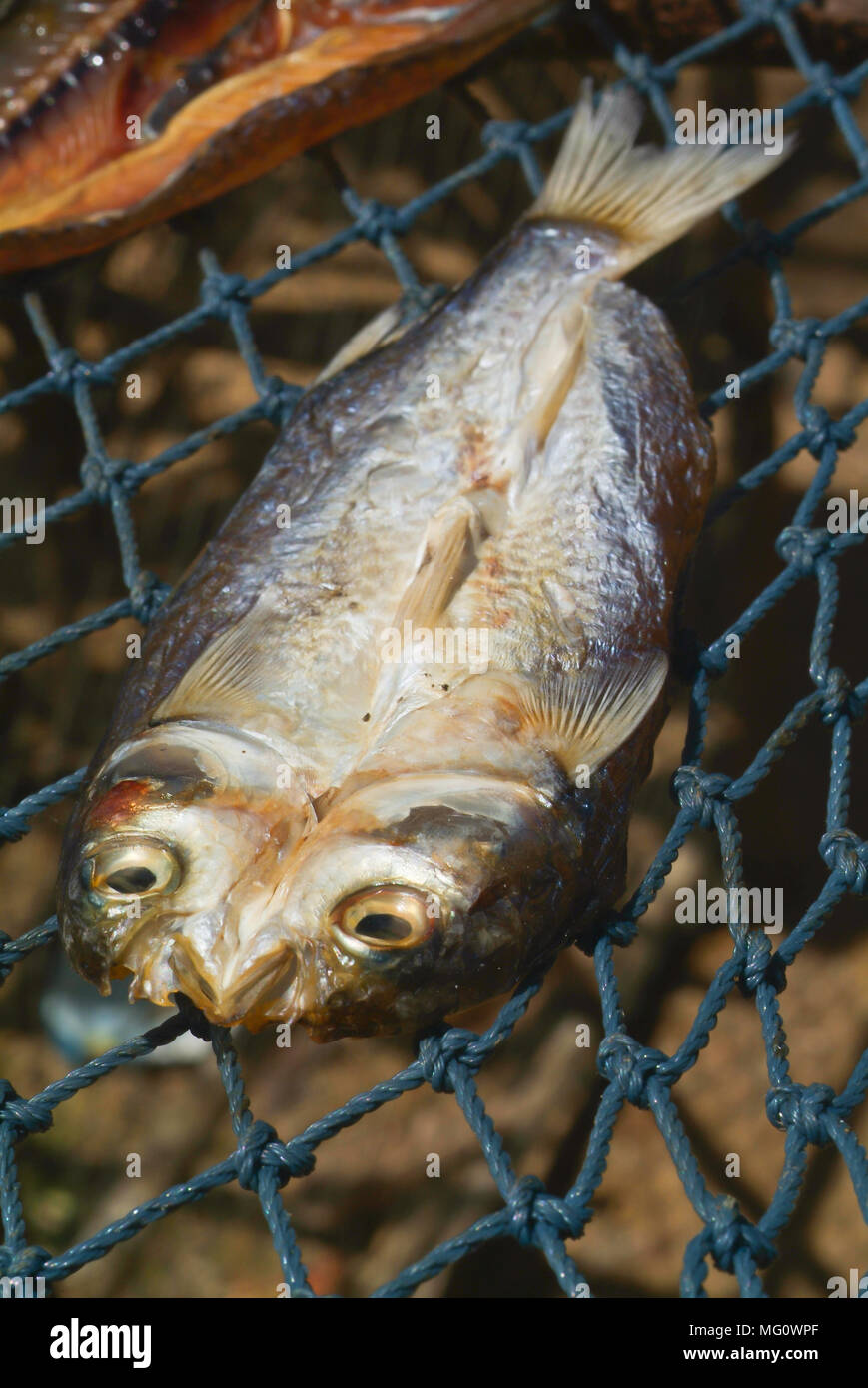 Fish in a fishing nets Stock Photo - Alamy