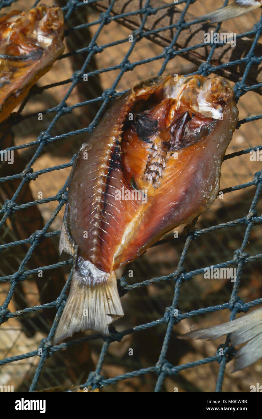 Fish in a fishing nets Stock Photo - Alamy