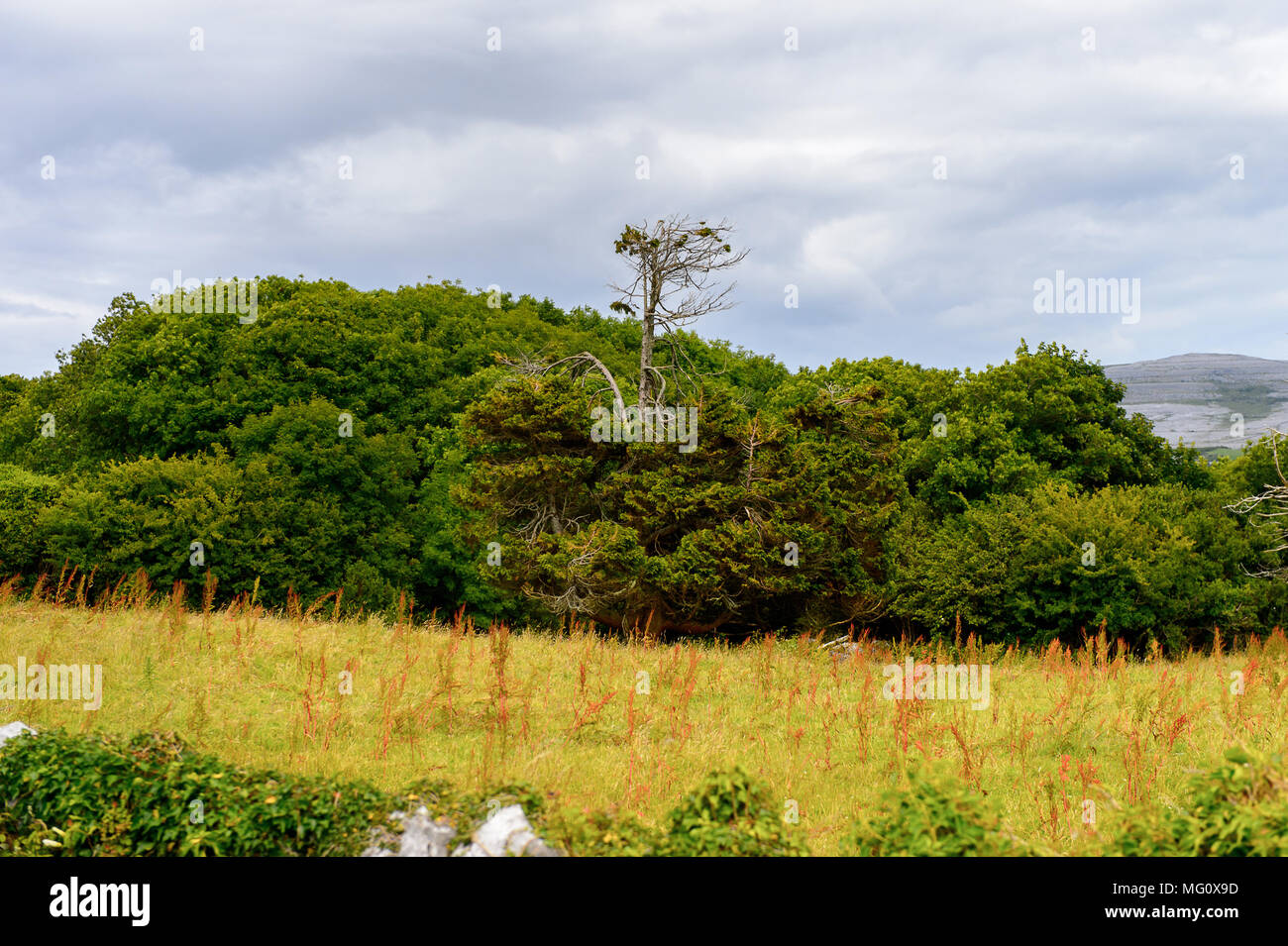 Amazing nature of Ireland Stock Photo - Alamy