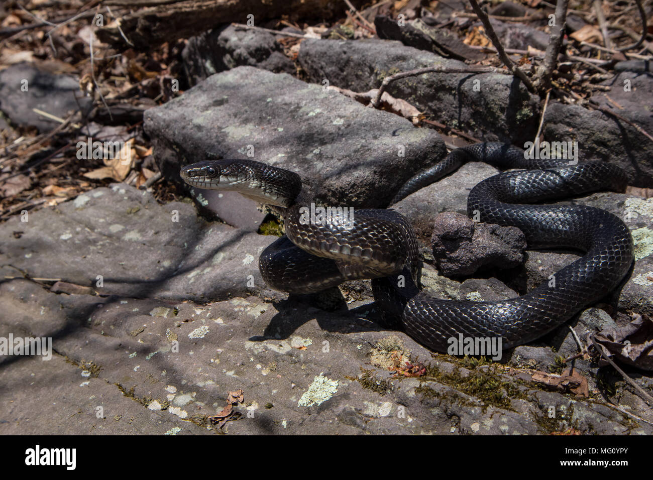 Black rat snake basking outside it's winter den - Pantherophis ...