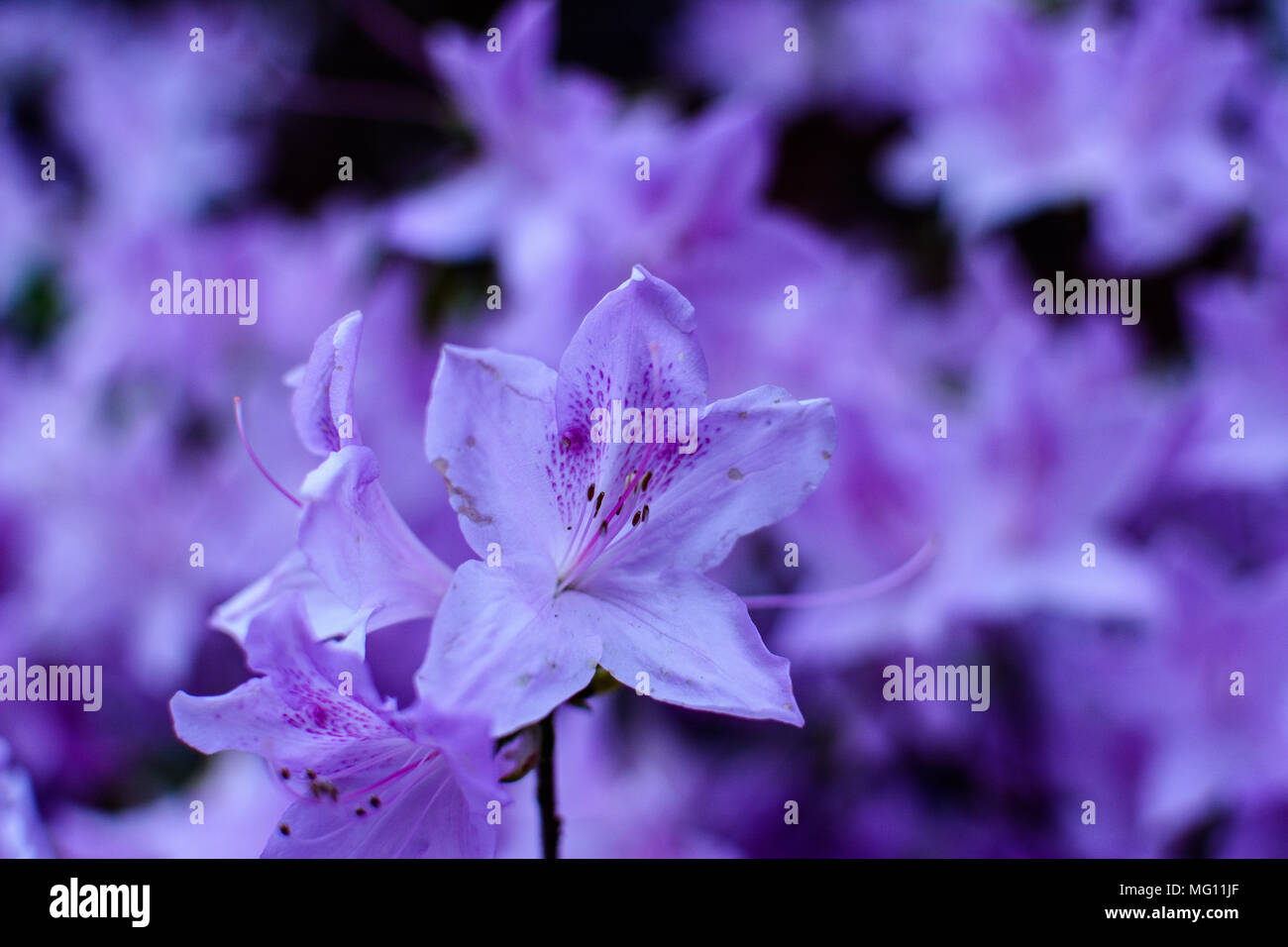 A purple azalea bush with three blooms Stock Photo - Alamy