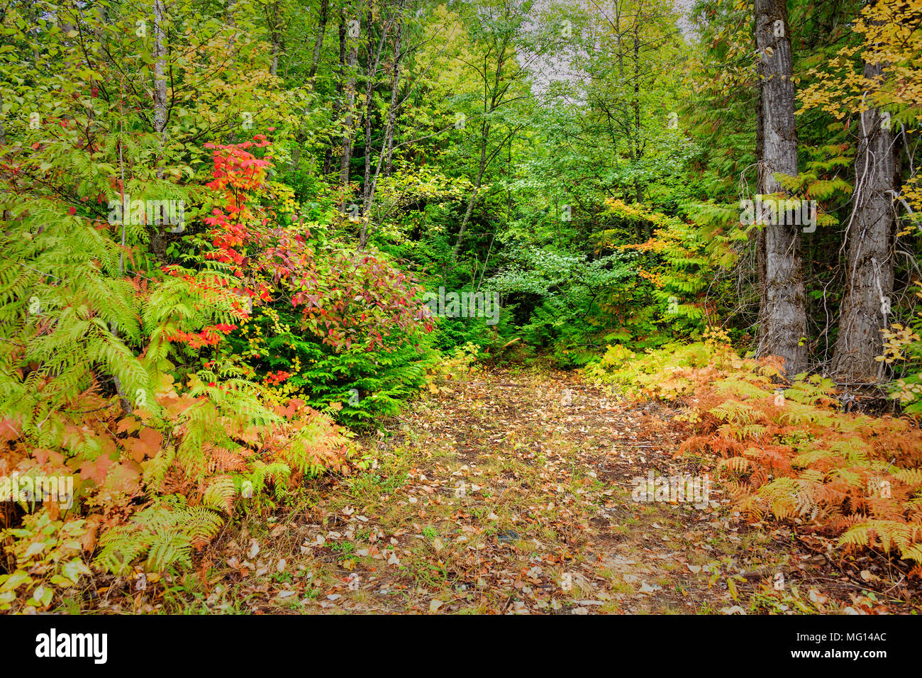 Path near Green River, BC, Canada Stock Photo - Alamy