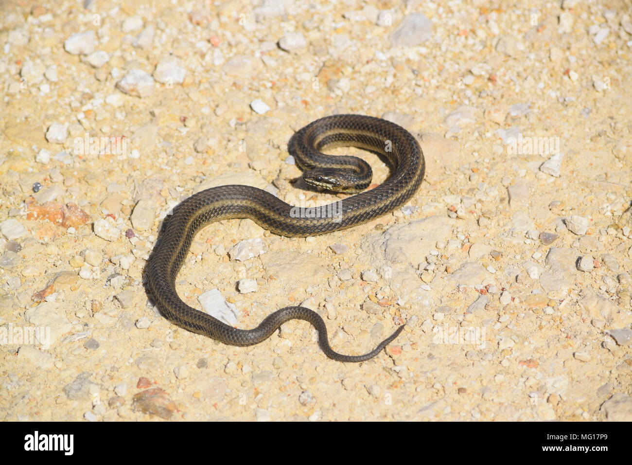 Gulf Salt Marsh Snake Stock Photo - Alamy