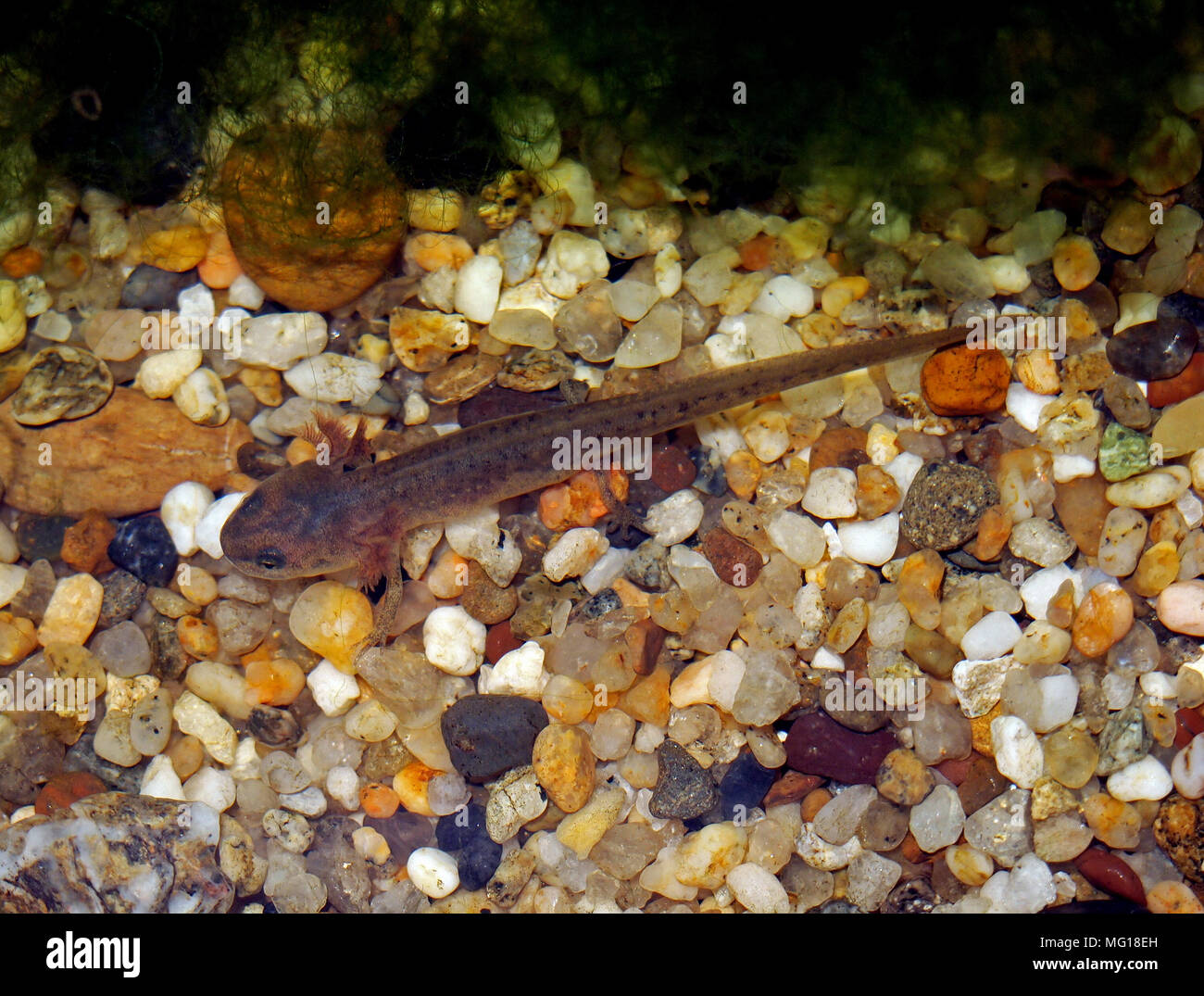 rough-skinned newt larvae, California Stock Photo - Alamy