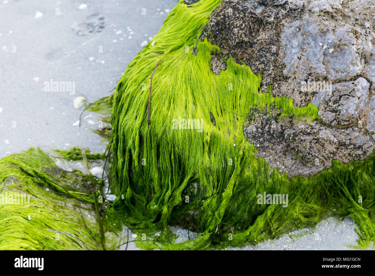 Algae on rocks Stock Photo - Alamy