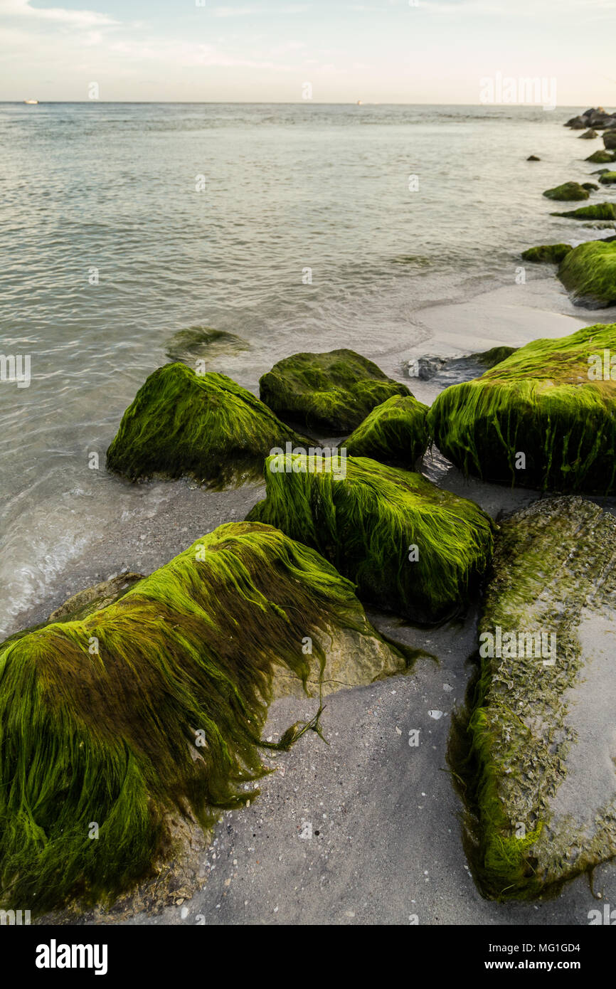 Algae on rocks Stock Photo - Alamy