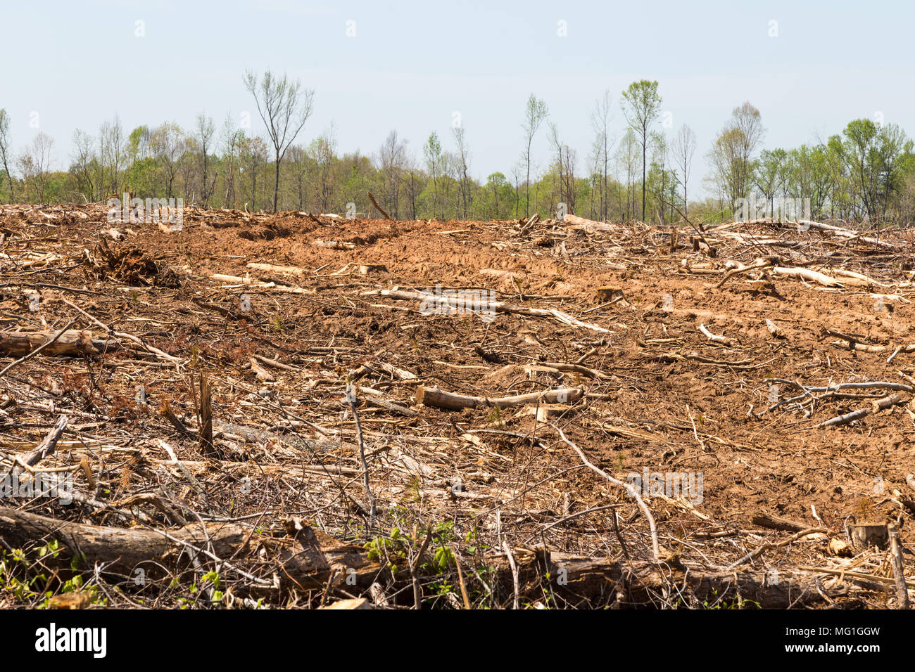 Clear cut Forest Stock Photo - Alamy