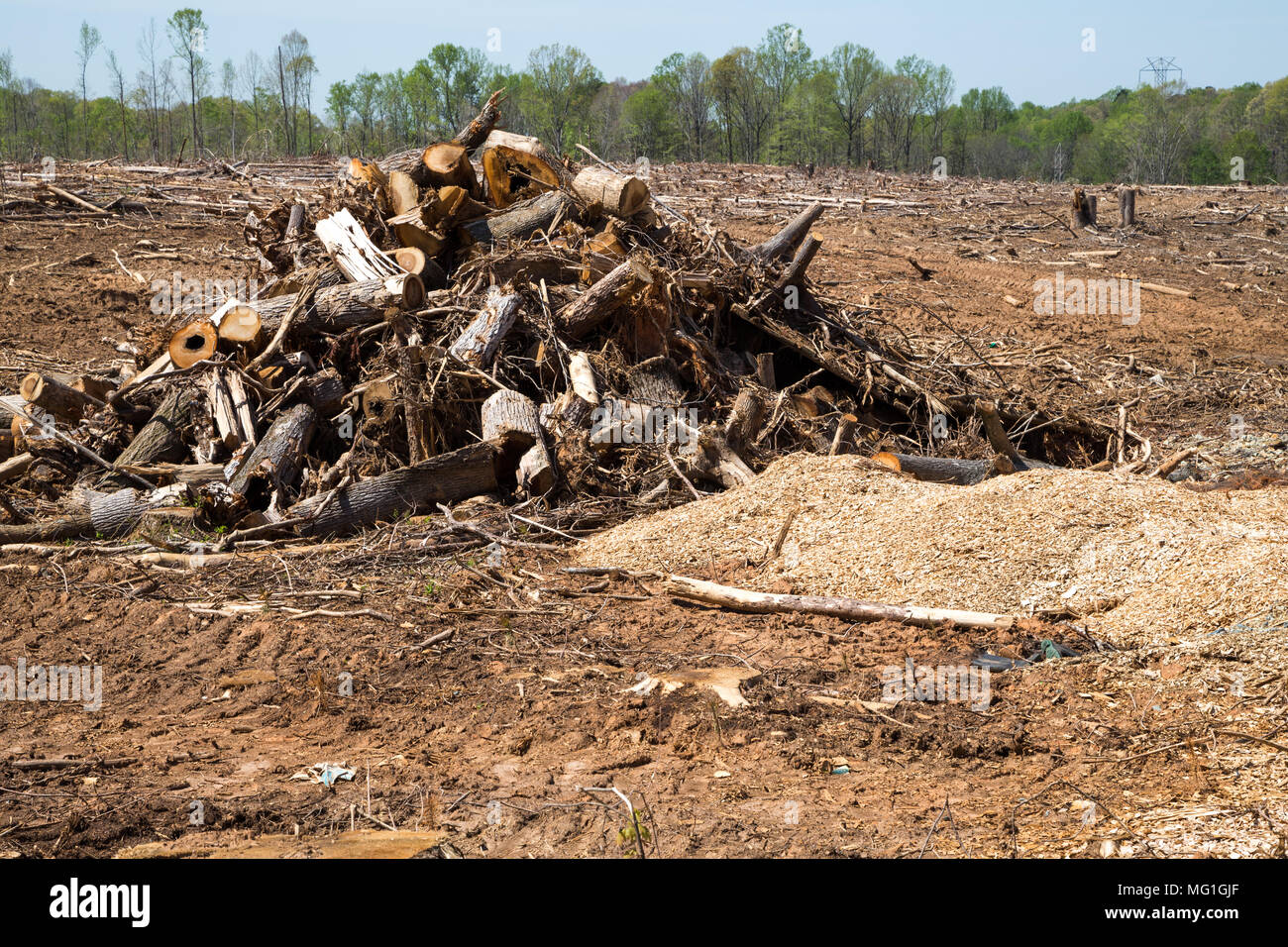 Clear cut Forest Stock Photo - Alamy