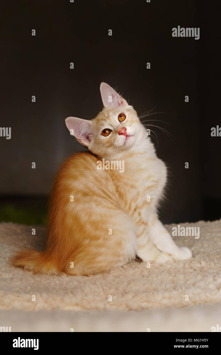 Lovely red thoroughbred kitten. Breed Kurilian Bobtail. Hypoallergenic ...