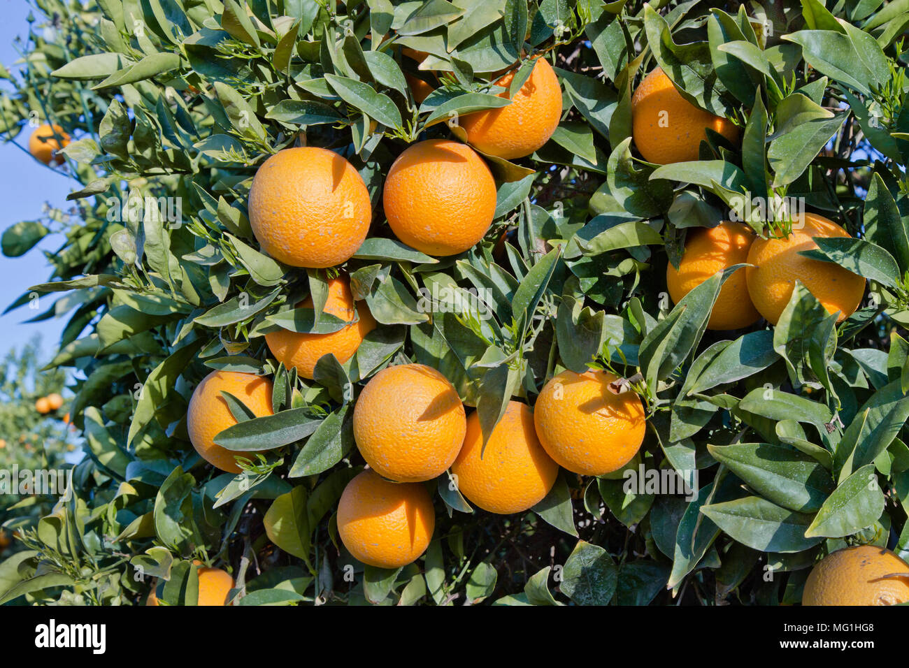 Maturing Cutter nucellar Valencia Oranges on branches, 'Citrus sinensis ...