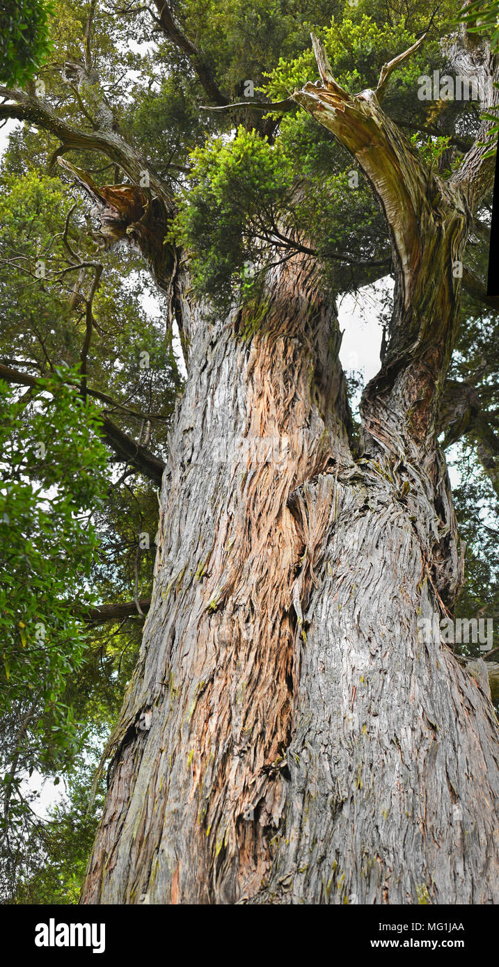 Totara tree hi-res stock photography and images - Alamy