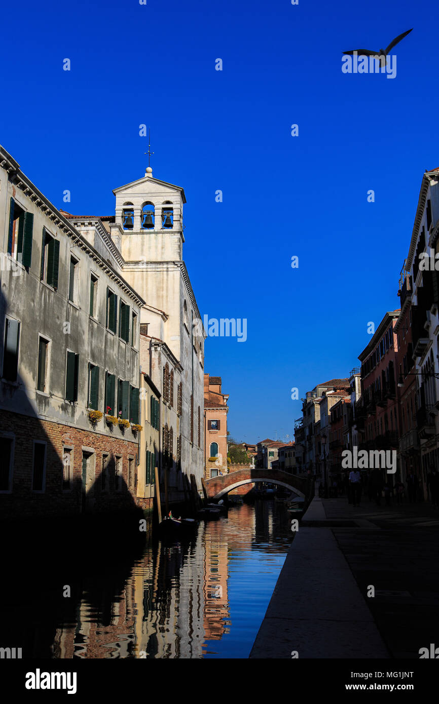 Bird in venice hi-res stock photography and images - Alamy