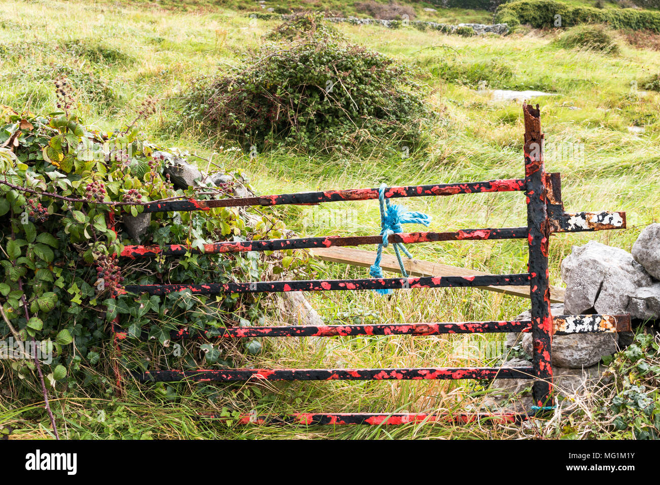 An old metal farm gate repaired with rope stands between a blackberry ...
