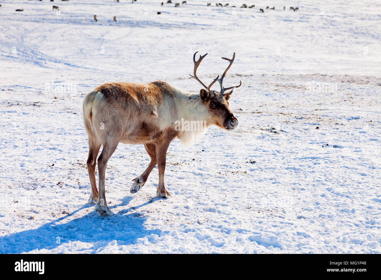 Reindeer in winter tundra Stock Photo - Alamy