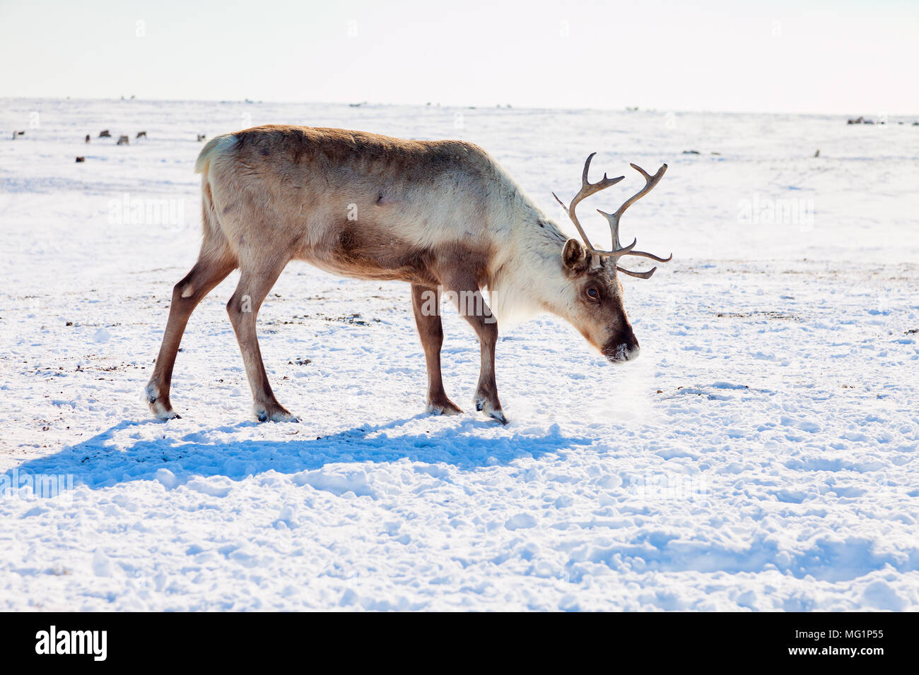 Reindeer in winter tundra Stock Photo - Alamy