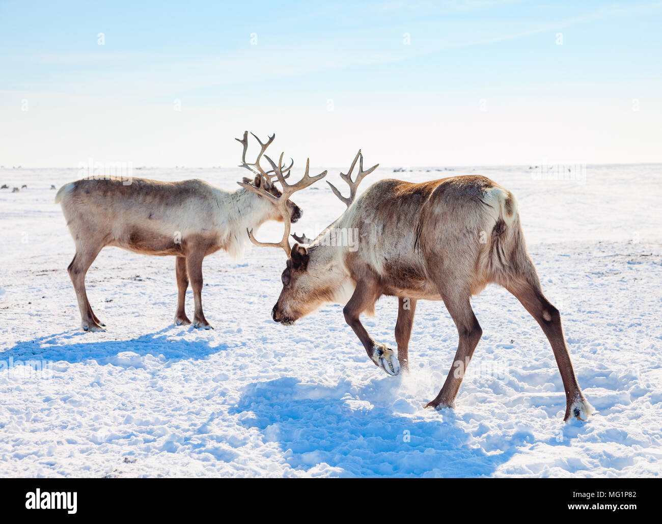 Reindeer in winter tundra Stock Photo - Alamy