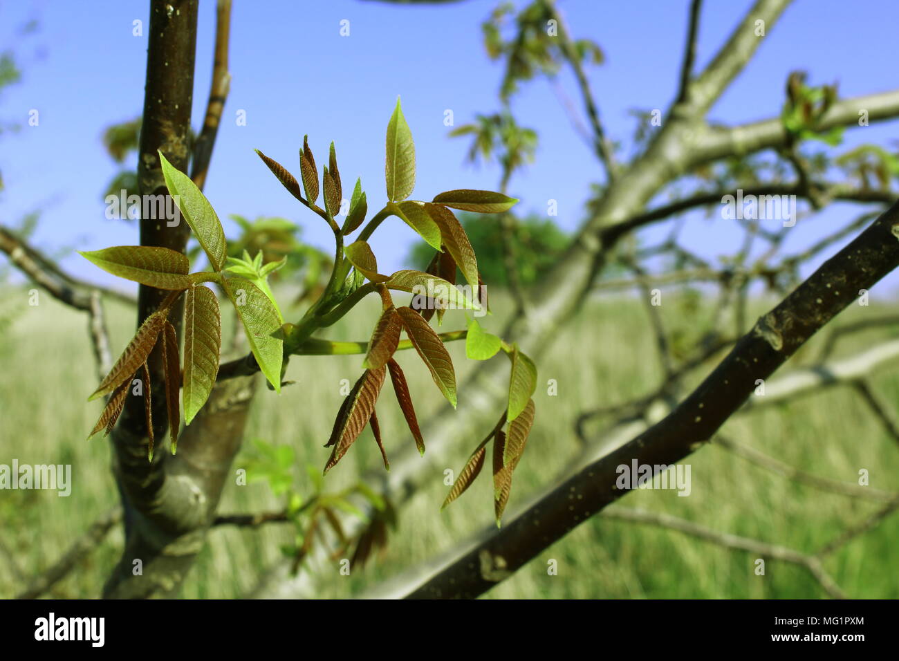 walnut, walnut tree, juglans regia, juglans, regia, persian walnut ...